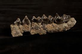 Bisarbeat: Change in size of earliest horses driven by climate change