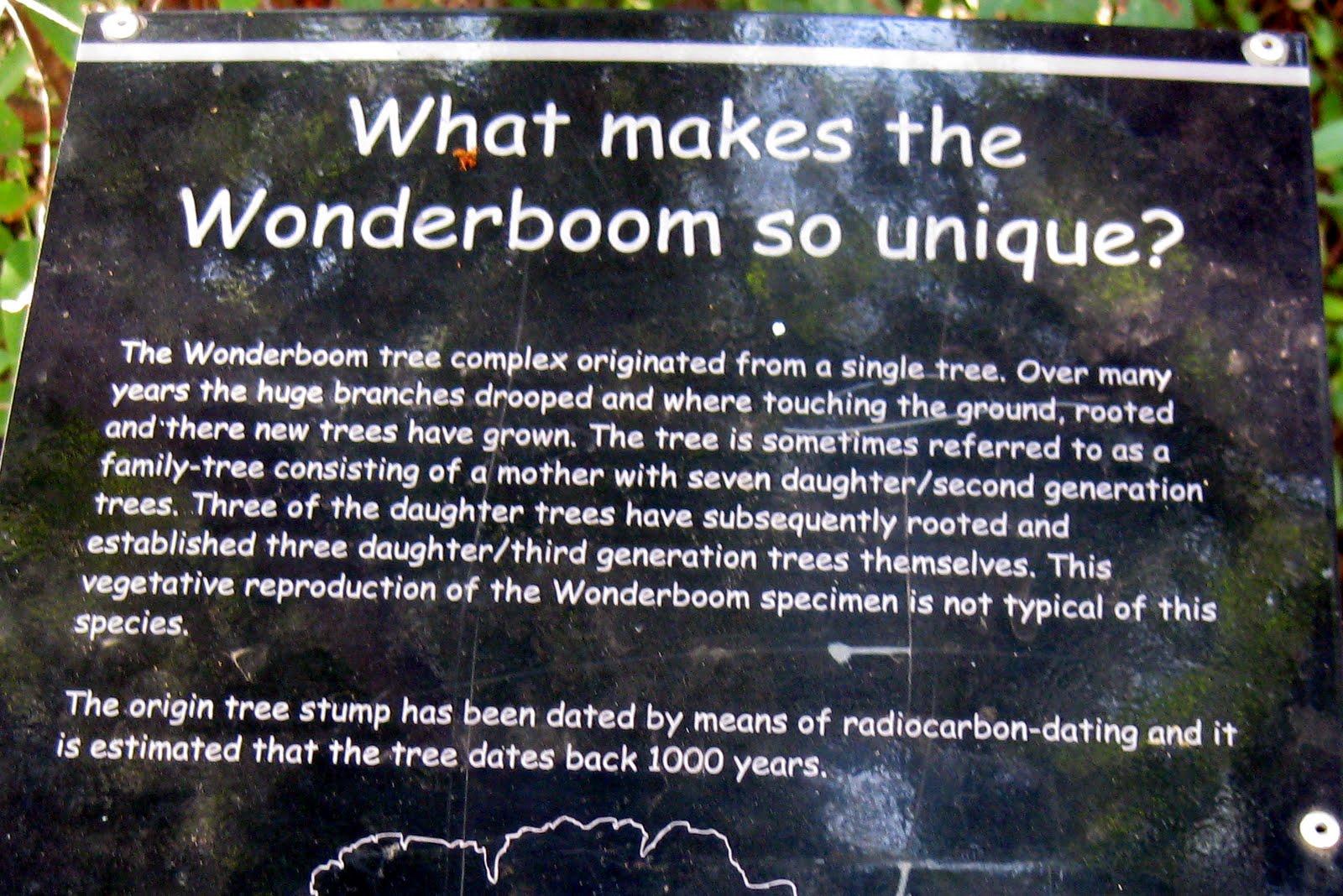 The Cohen-Frankel Safari: Ka(wonder)boom