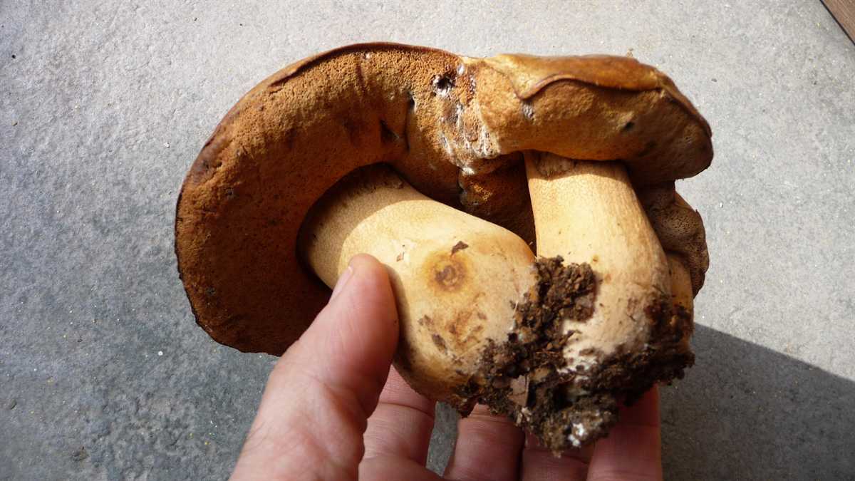 r o b i n 's y a r d: Boletus (I)