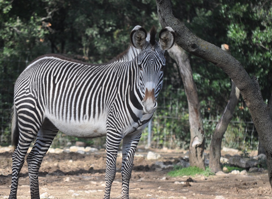 ZOOTOGRAFIANDO (6.100 ANIMALS): CEBRA DE GREVY / GREVY´S ZEBRA (Equus ...