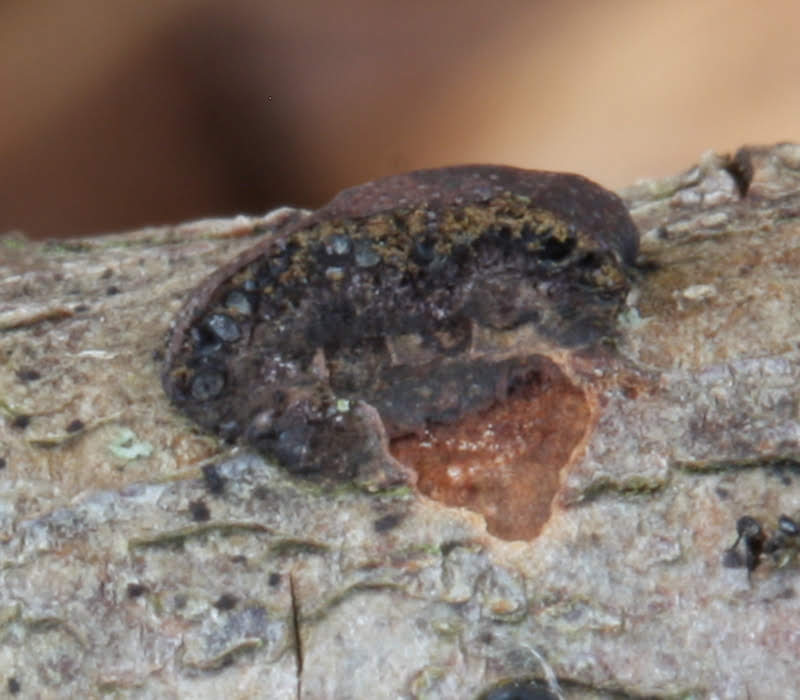 Setas de Siero y Noreña: Hypoxylon fuscum