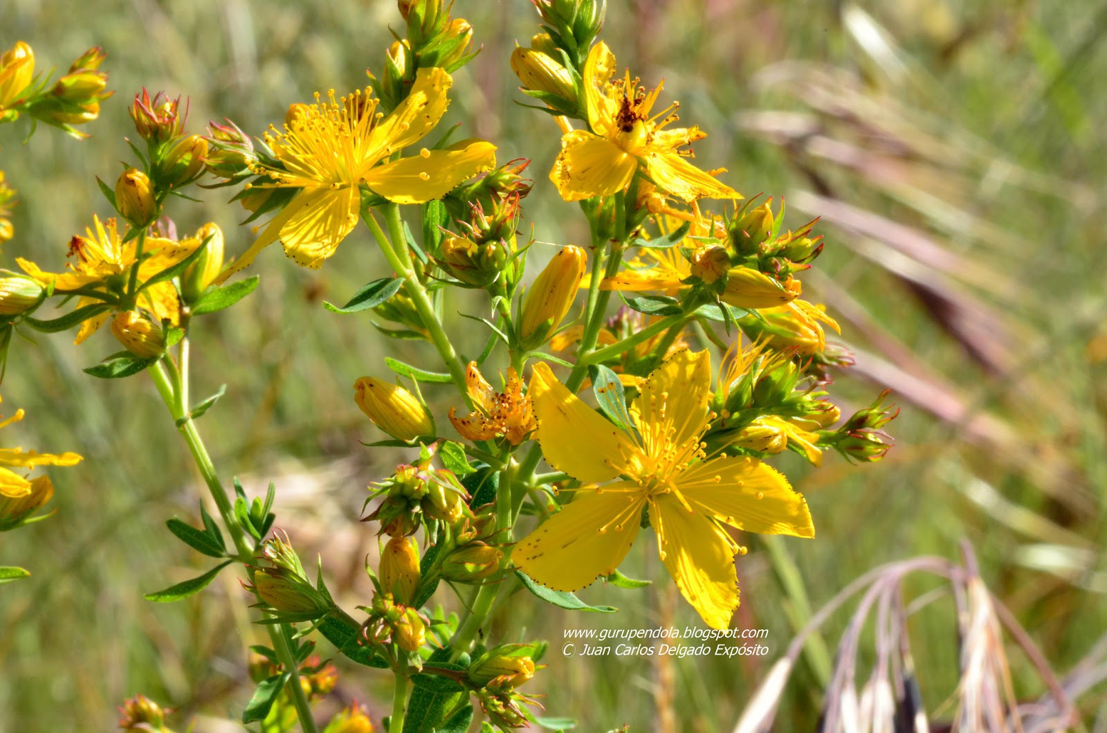 gurupendola: "ACEITE DE PERICÓ". Fregenal de la Sierra.Badajoz ...