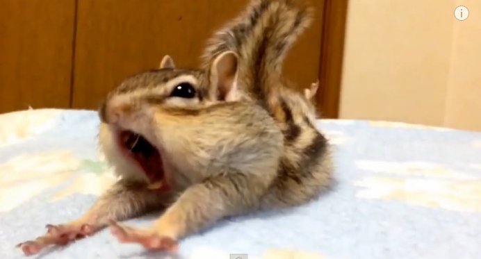 White Wolf : Adorable Chipmunk Yawns and Stretches (Video)