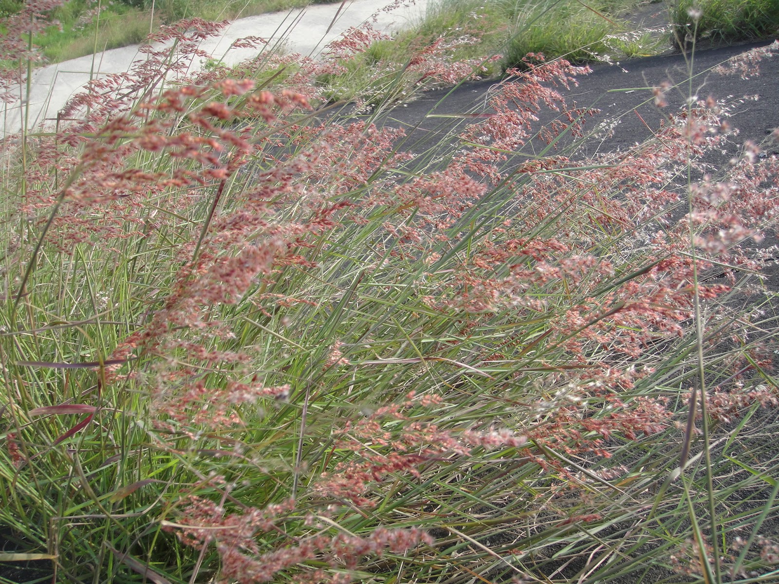 DWAN雲之端: 紅毛草--屬於禾本科，紅茅草屬；學名：Rhynchelytrum repens 〈Willd. 〉 C. E. Hubb ...