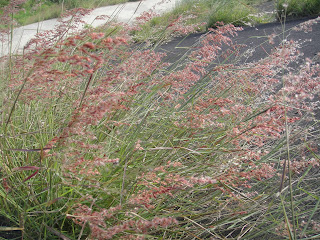 DWAN雲之端: 紅毛草--屬於禾本科，紅茅草屬；學名：Rhynchelytrum repens 〈Willd. 〉 C. E. Hubb ...