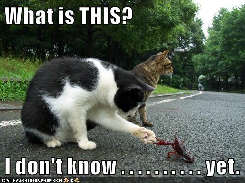 Growth Mindset & Feedback Cats: What is this? I don't know . . . yet.