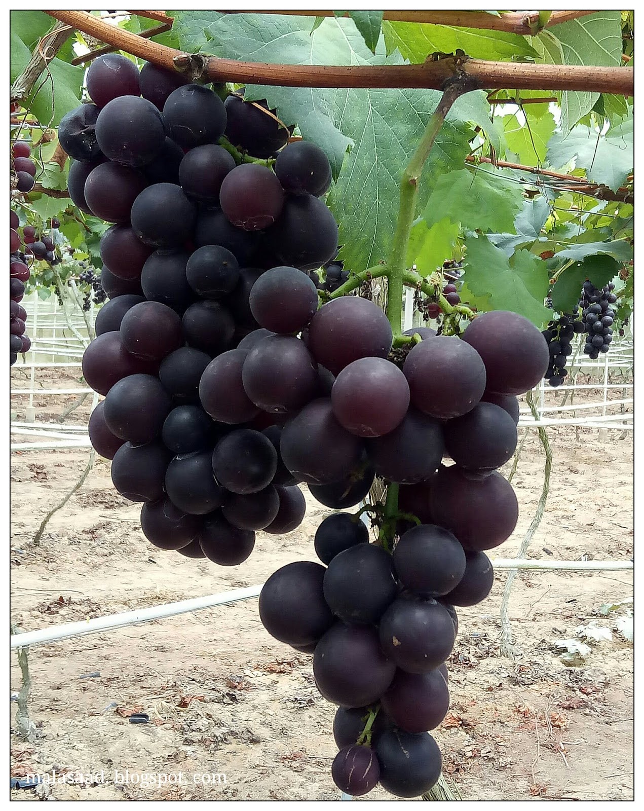 My Green Eye's: Kebun Anggur Cameron Highland.