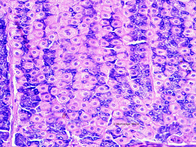 Microscope World Blog: Stomach Fundic Region under the Microscope