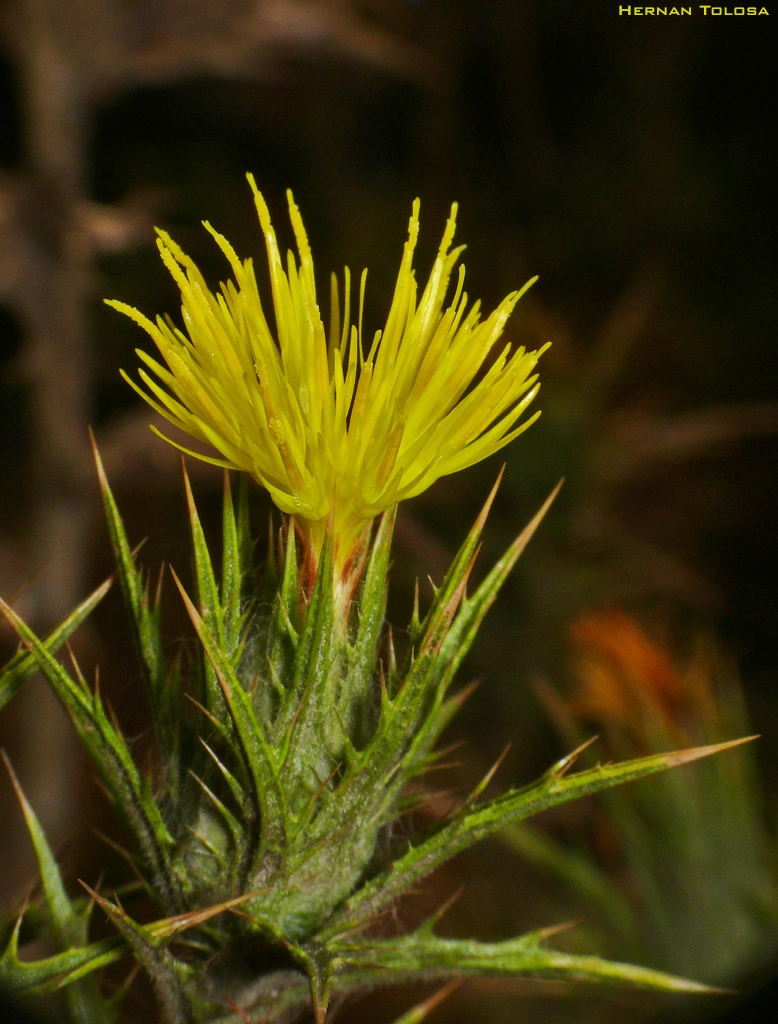 Flora Bonaerense: Cardo lanudo (Carthamus lanatus)