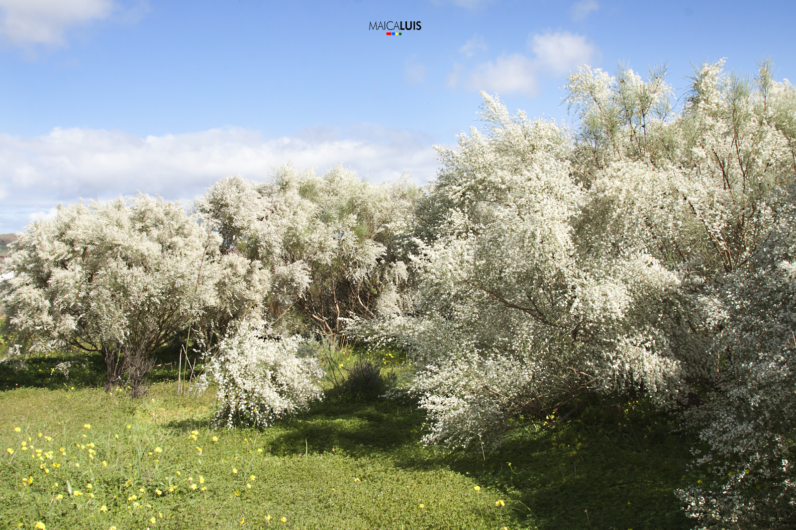 MAICA LUIS Fotos: Retama blanca canaria, retama costera o retamón.
