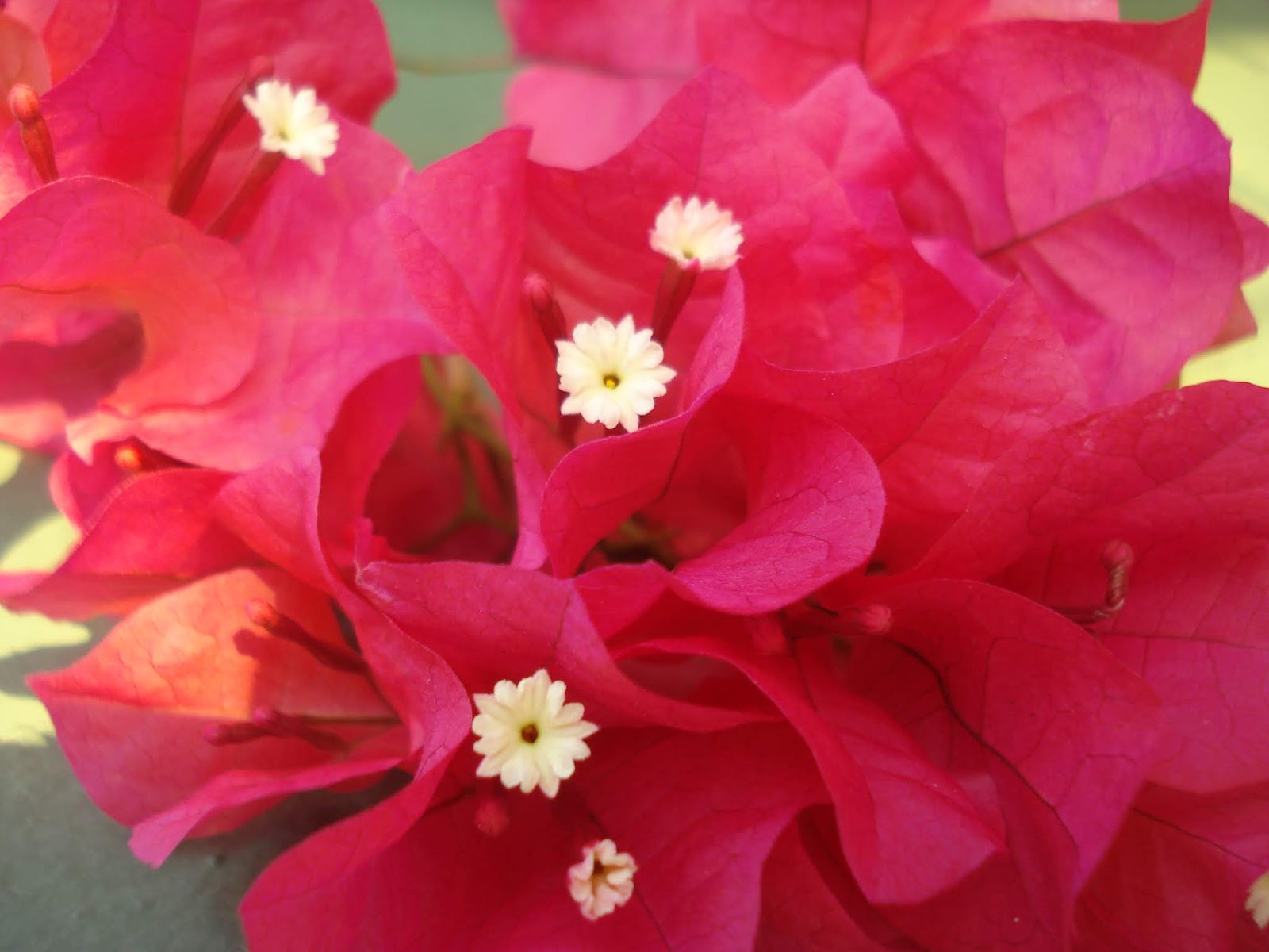 CTS-CENTRO DE TERAPIAS PARA LA SALUD: NADA ES IMPOSIBLE PARA LA ESENCIA ...