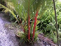 JENIS-JENIS TANAMAN HIASAN | ilmu pertanian