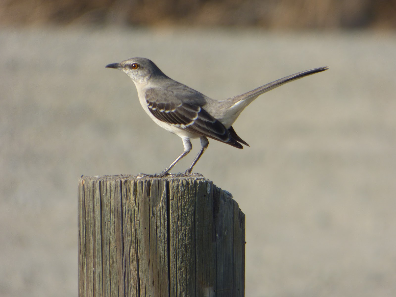Geotripper's California Birds: Northern Mockingbird at the Merced ...