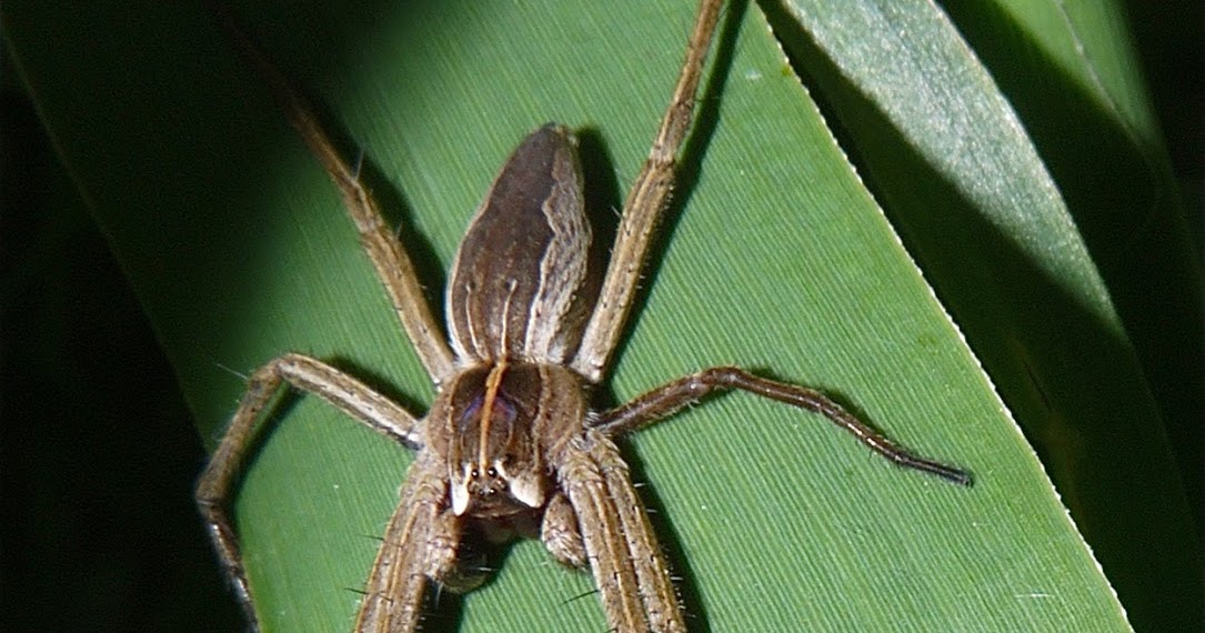 Northwest Norfolk Naturalists: Nurseryweb Spider