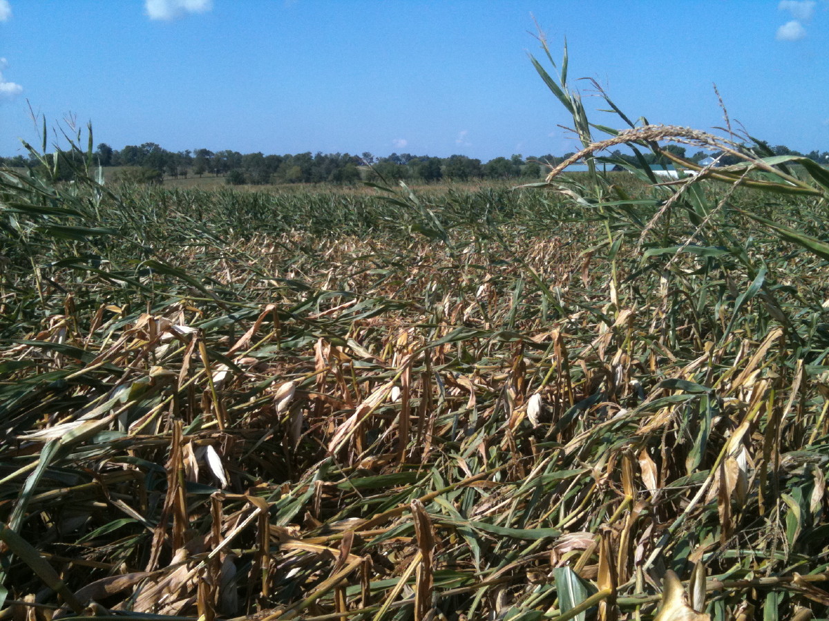 Grain Crops Update: Images of Downed Corn