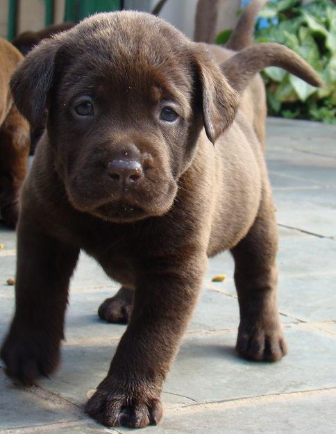 Bem-vindo ao CANIL FLAY DOG: LABRADORES.