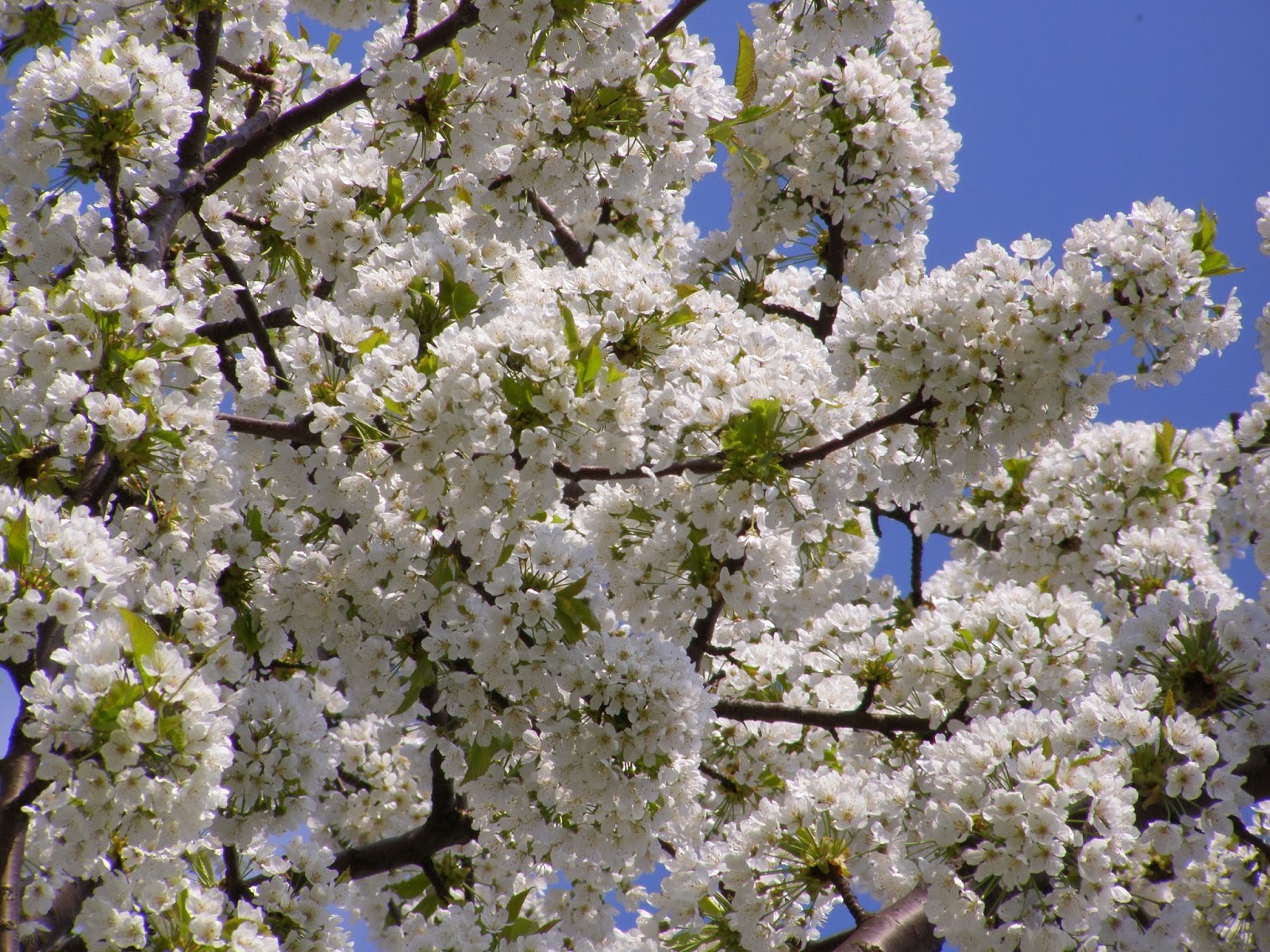 Trees Planet: Prunus avium - Wild Cherry - Gean