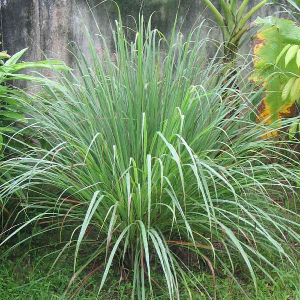 Portal Rasmi SMK Jalan Kebun, Klang: TUMBUHAN HERBA TAMAN STEM