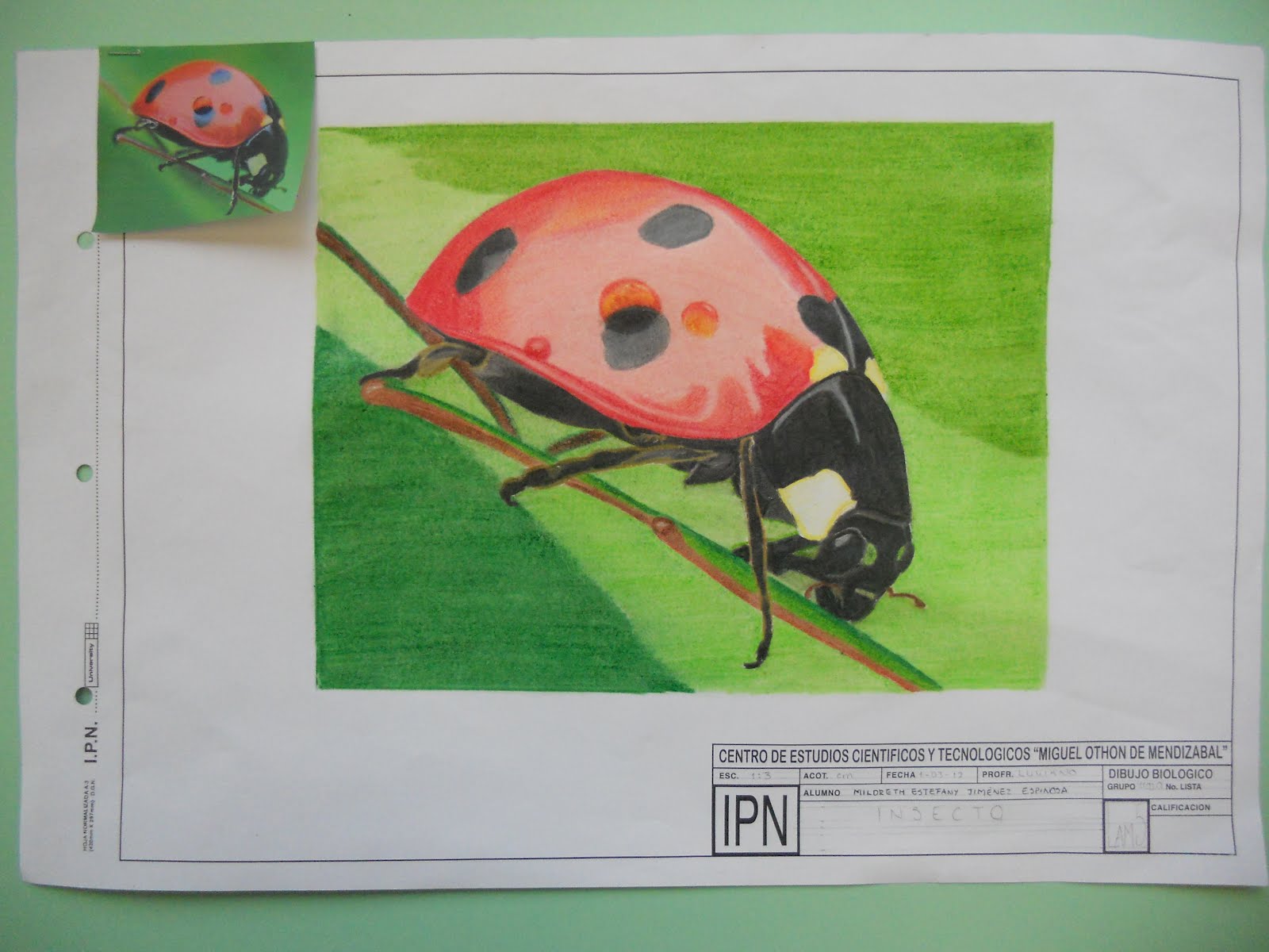 Dibujo Biológico: LÁMINA 5 ILUSTRACIÓN DE INSECTO