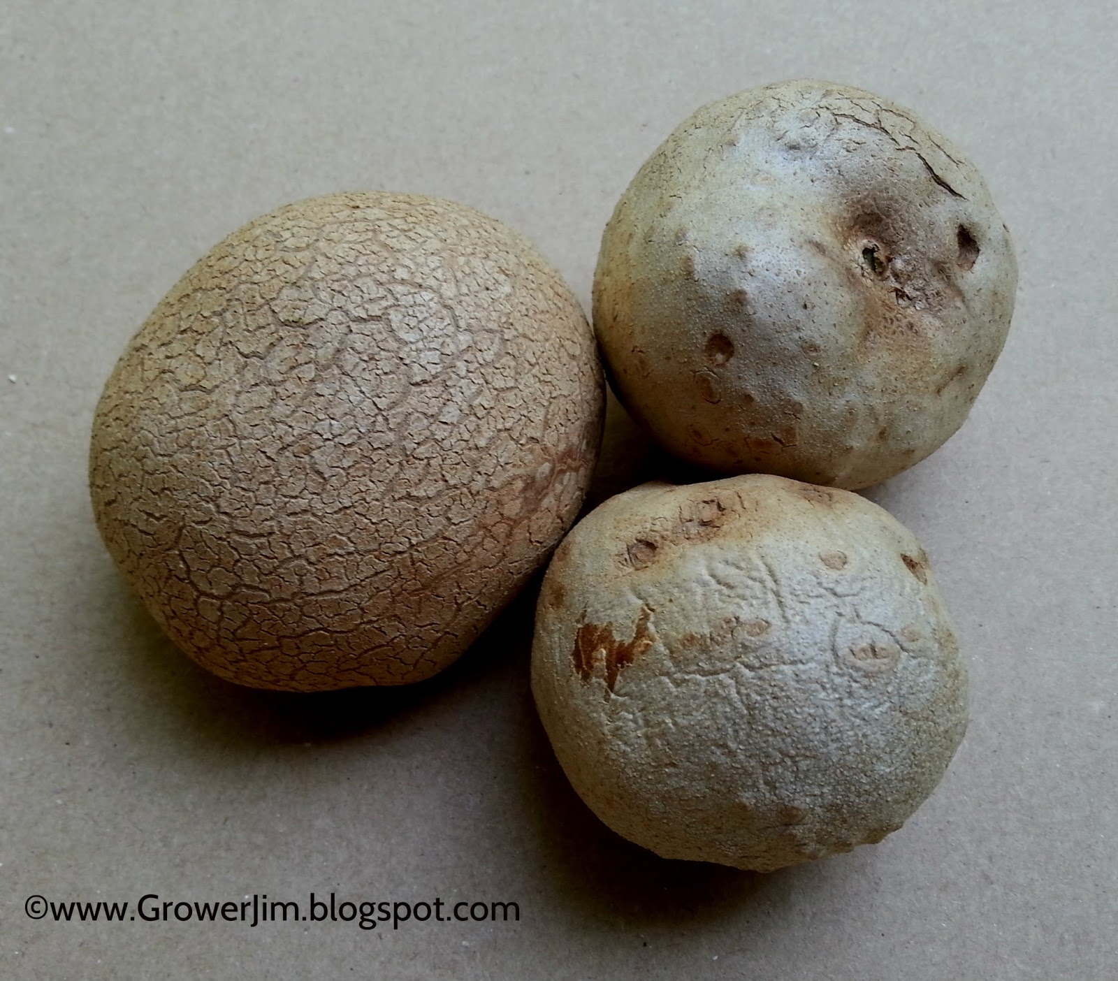 Garden Adventures: Dioscorea bulbifera, edible air potato