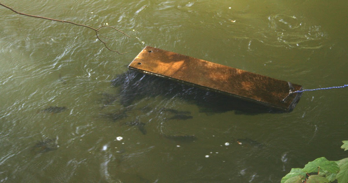 Avon Roach Project: Spawning and Hatching - May 2016