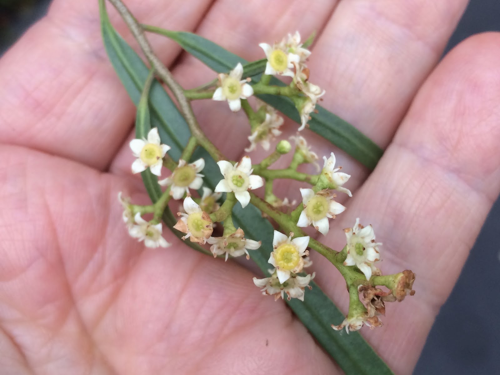 Trees of Santa Cruz County: Geijera parviflora - Australian Willow