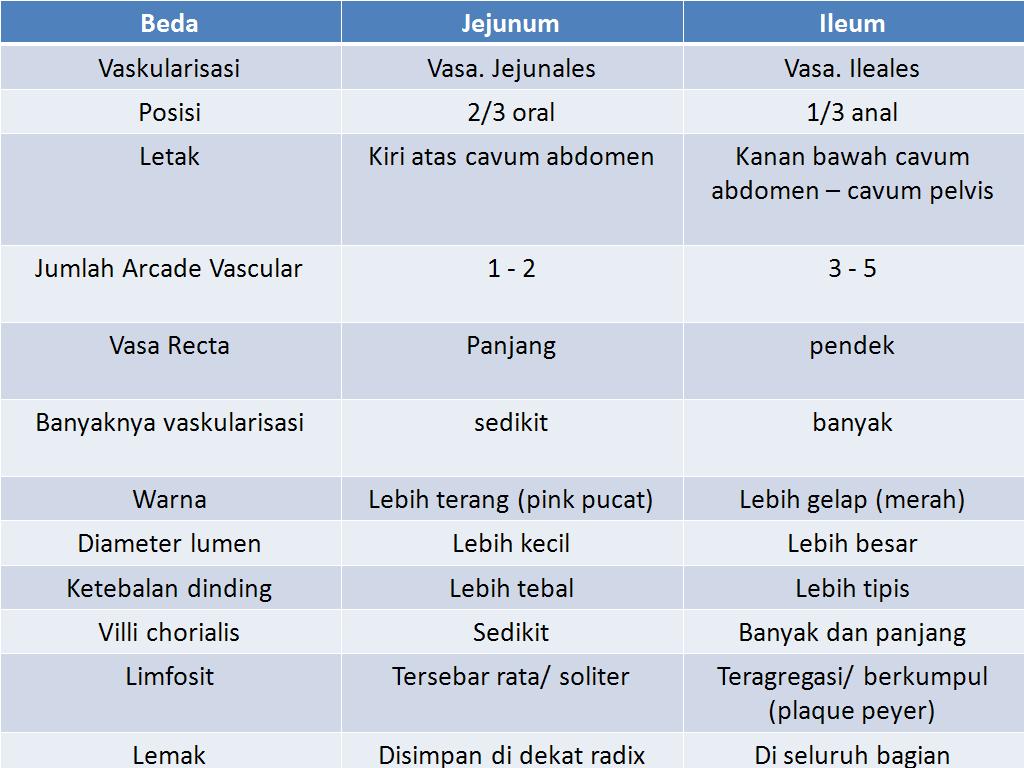 .: Medicina Islamica :.: Anatomi Fisiologi Intestinum Tenue (Duodenum ...