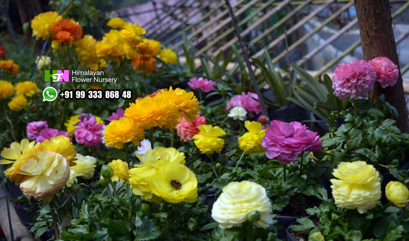 Himalayan Flower Nursery: Ranunculus bulbs or tubers