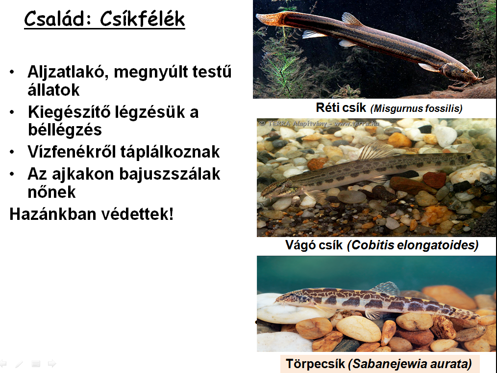 BIO-LOGIA: A HALAK SZAPORODÁSA ÉS FEJLŐDÉSE. A HALAK SOKFÉLESÉGE.