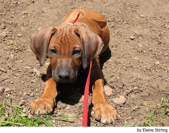 Todo sobre perros : Rhodesian Ridgeback