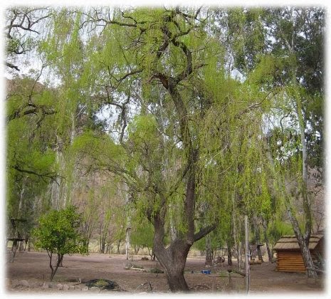 Cultura Guaraní: SAUCE CRIOLLO Yvyra pukú