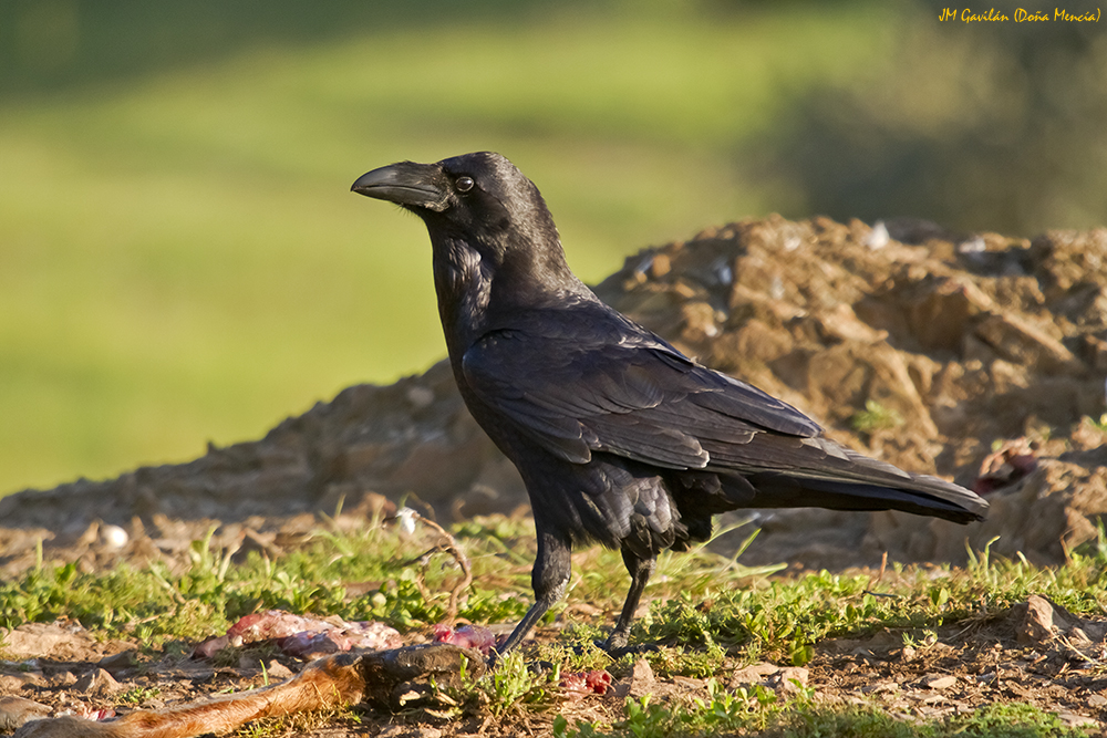 Fotografía de Naturaleza - JM Gavilán: Cuervo común (Corvus corax)