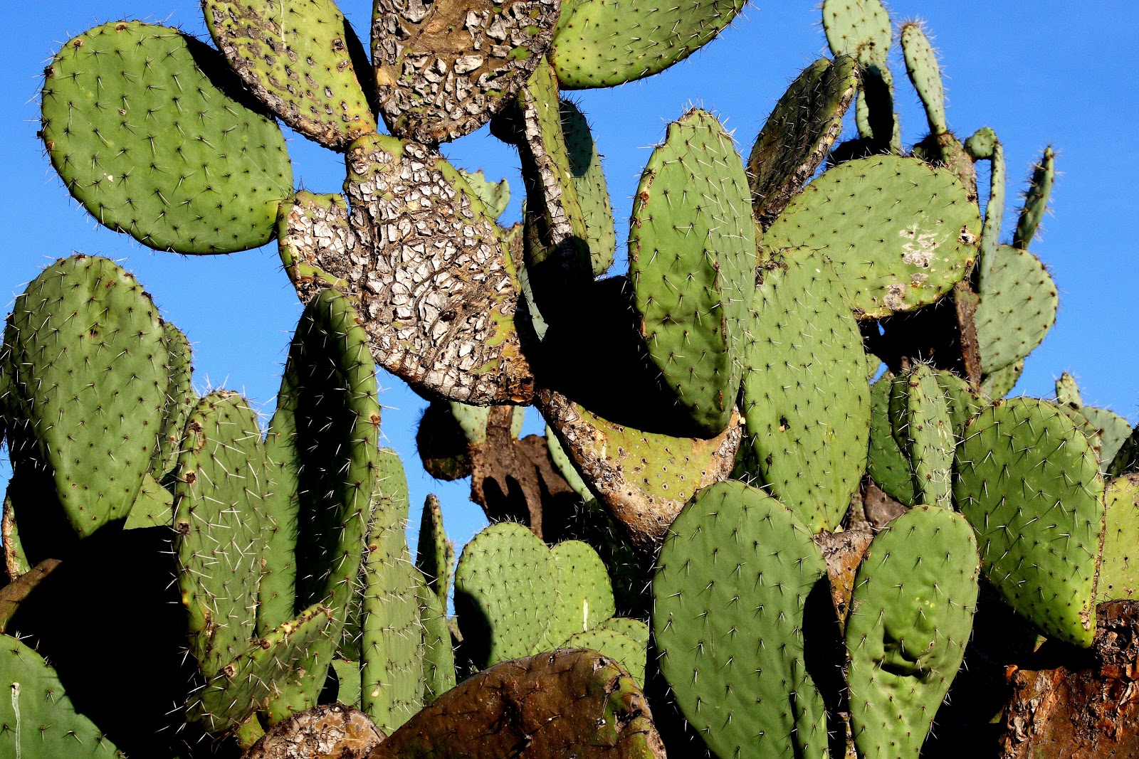 Espacios y despacios: Nopal sobre cielo azul - Nopal on blue sky