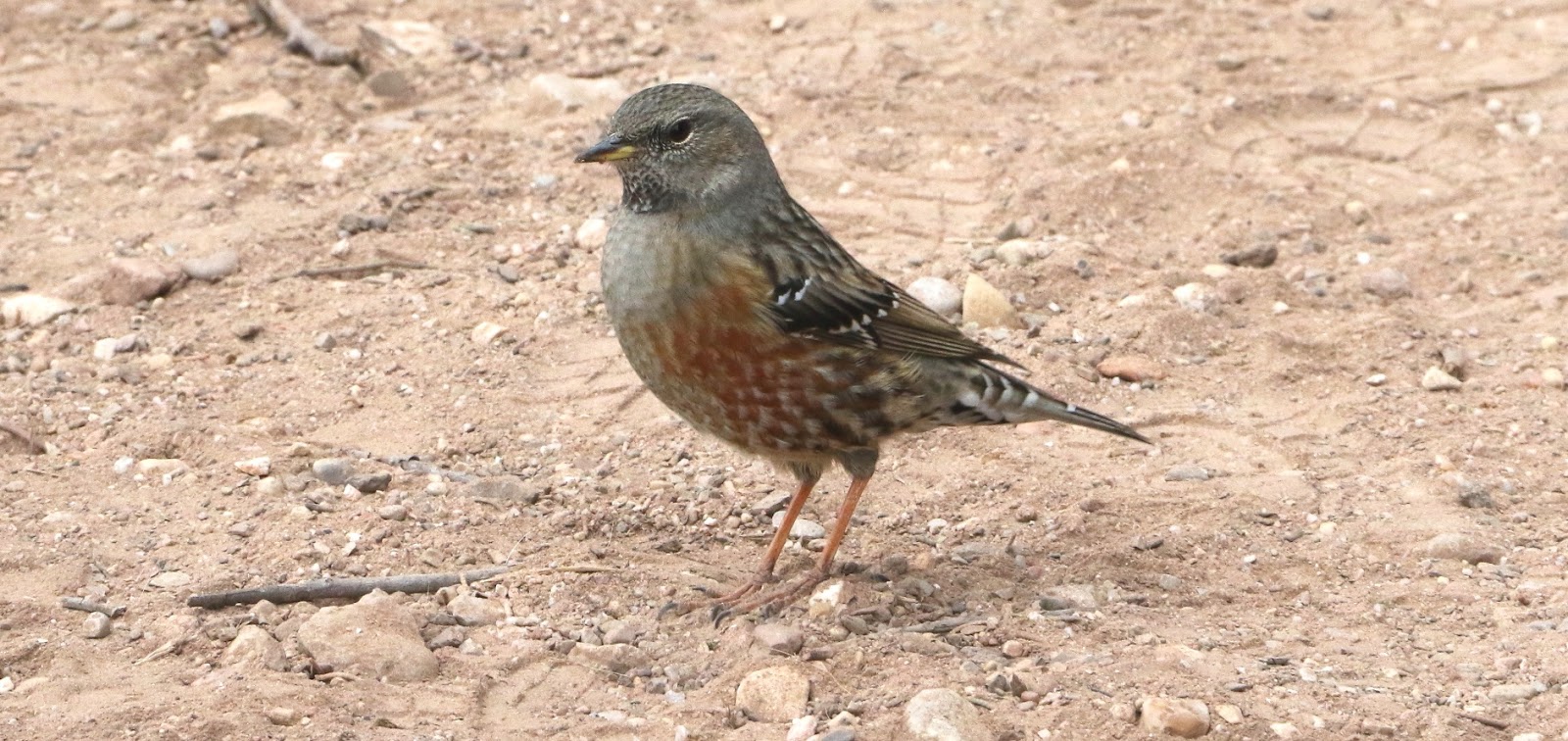 Fauna Muntanya Montserrat | Muntanya de Montserrat Monestir i Santuari.