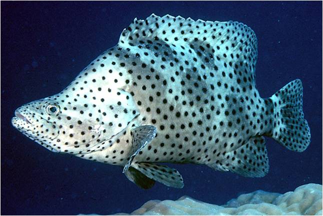 Lets Soar With Eagles: Taipei Factory Tours: Teng Feng Fishball Museum ...