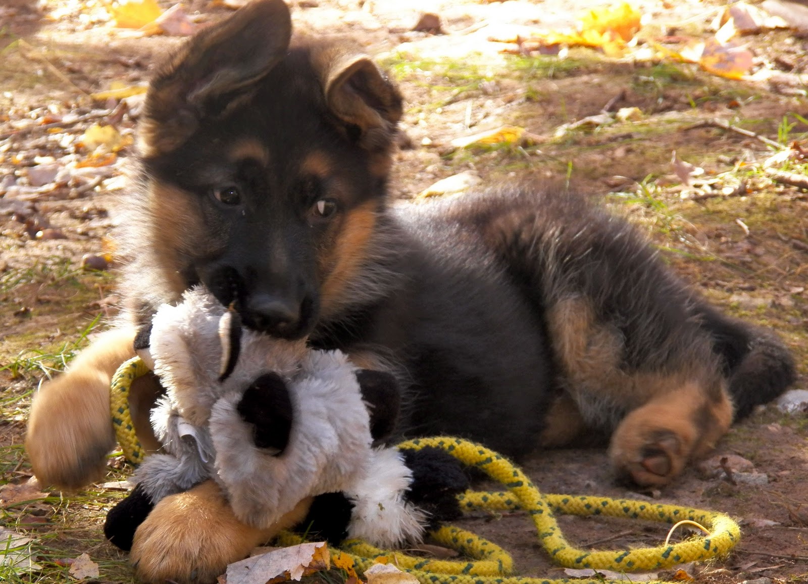 Family Dogs and growing babies....life, lessons and love!: Puppies ...