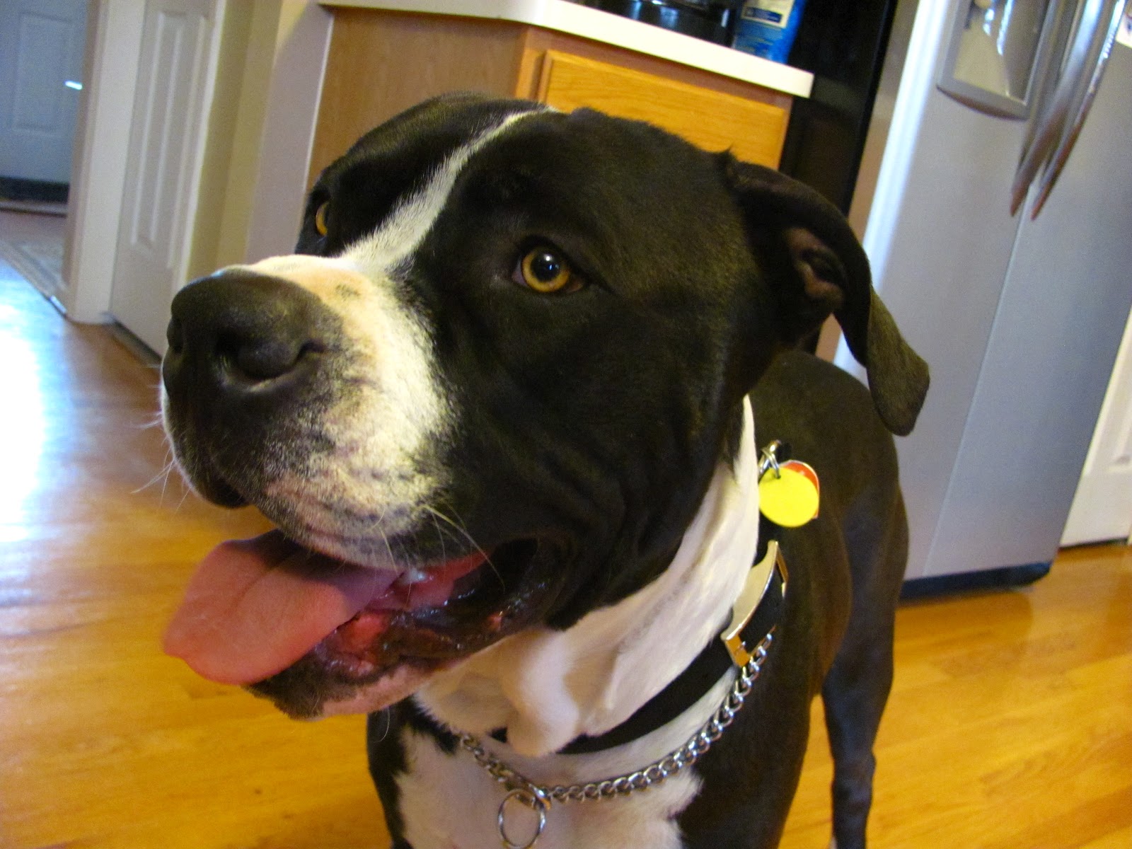 The Adventures of Loki, the Loco Dog