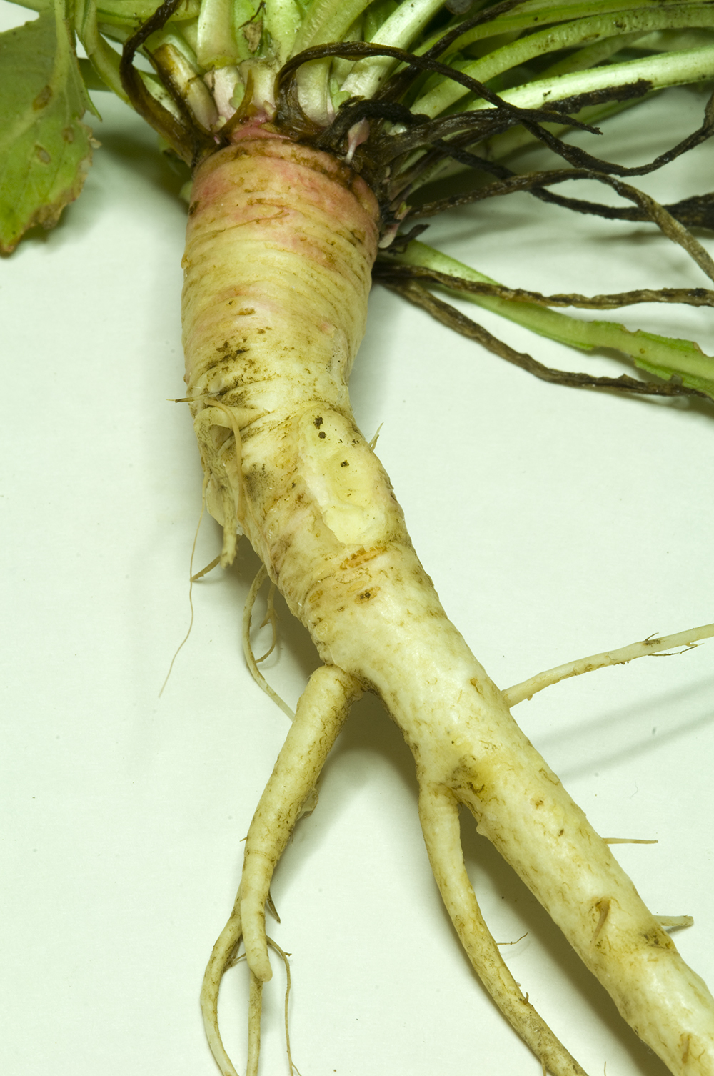 The 3 Foragers: Foraging for Wild, Natural, Organic Food: Foraging ...