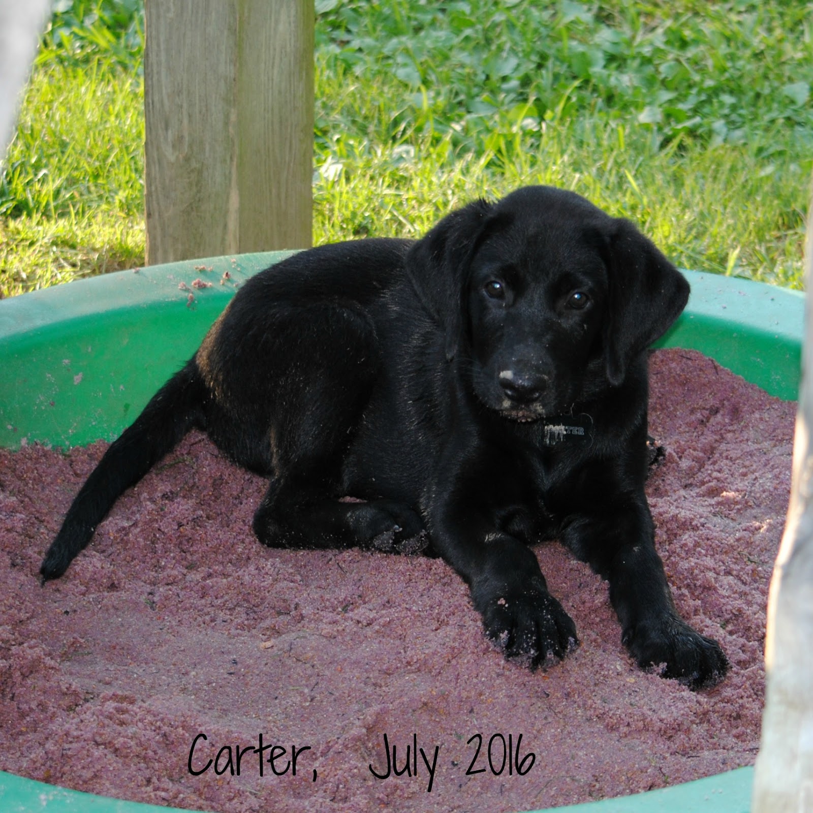Stone Cottage Adventures: Those Labrador Puppies...