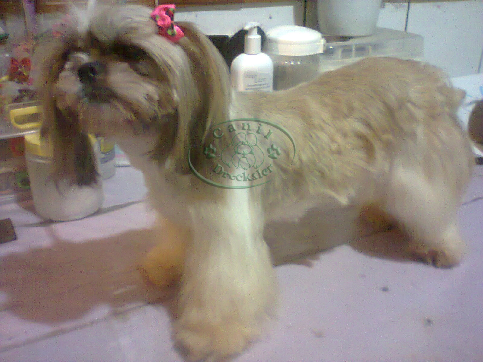 Canil Drecksler: Tipos de tosas