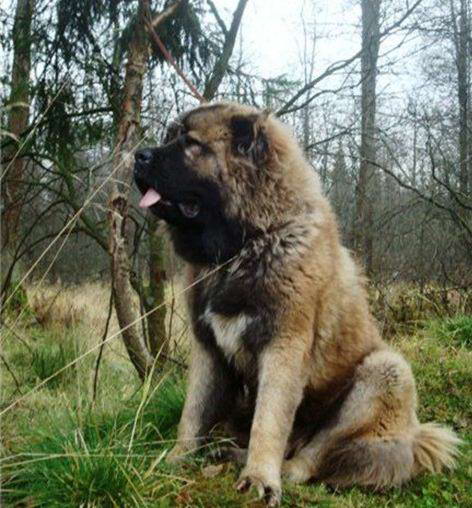 Kangfu Panda: King of Dogs Caucasian Shepherd