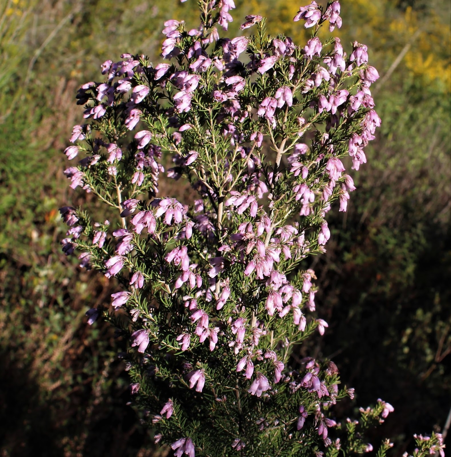 Plantas: Beleza e Diversidade: Urze-vermelha (Erica australis)