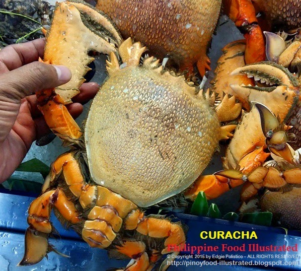 Philippine Food Illustrated: curacha