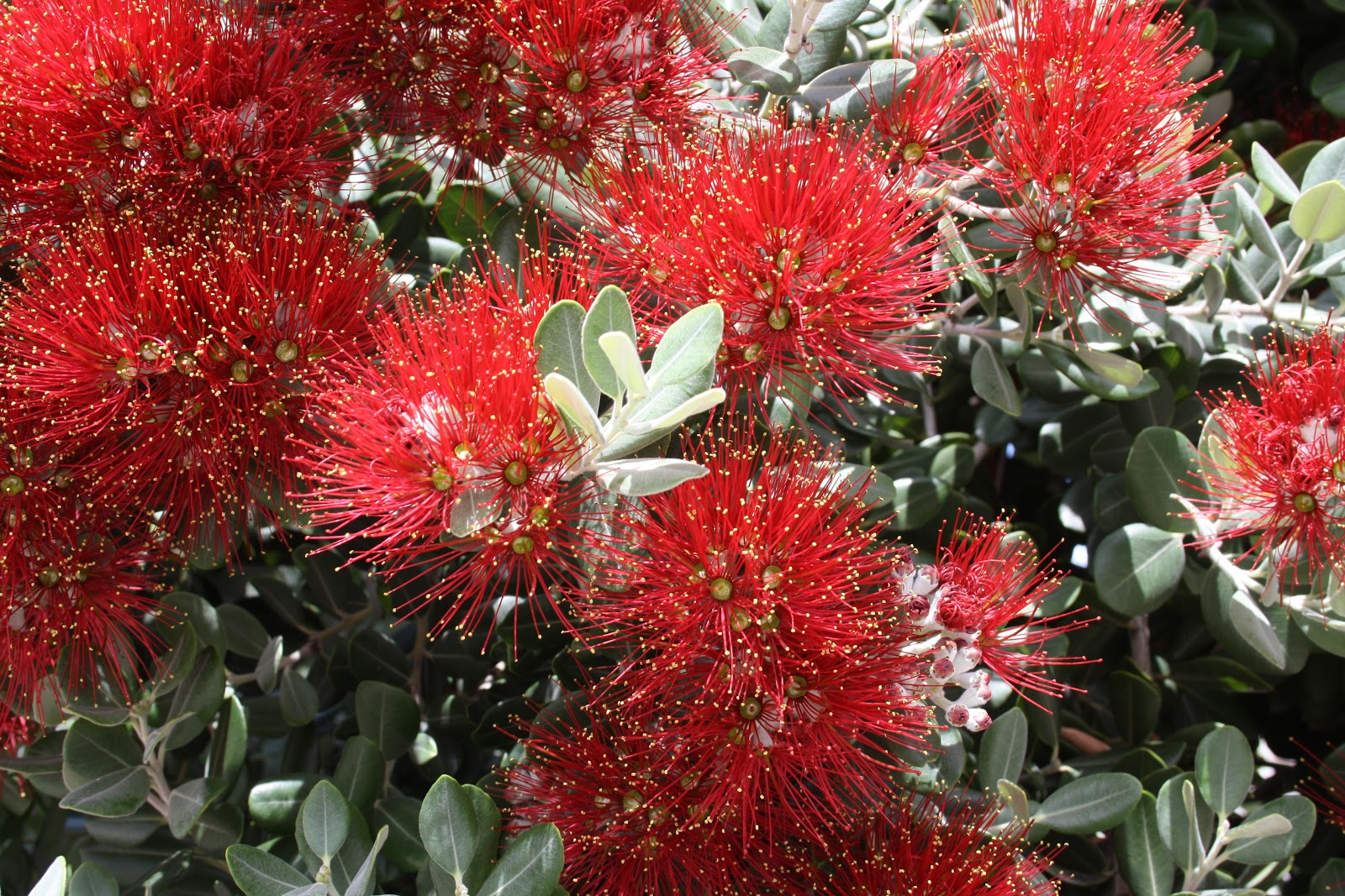 Metrosideros - JungleKey.co.uk Image