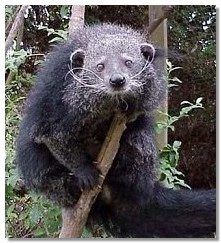 Animals Plannet: Binturong photos