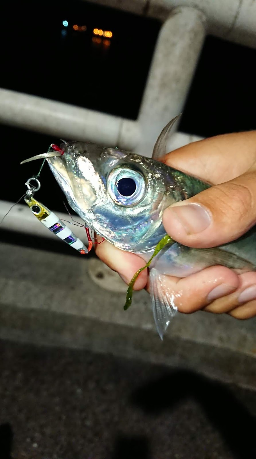 Ben Bassett - Fishing: Light Metal Fishing