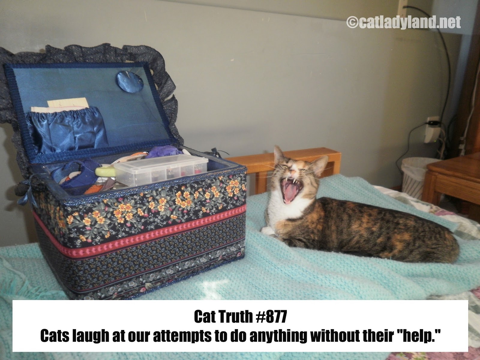 Truth Cat Memes