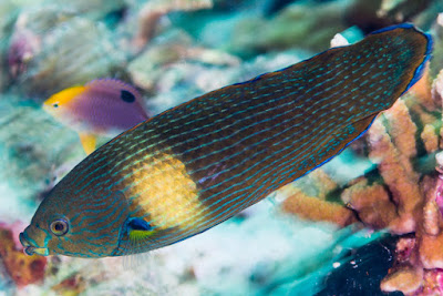 IKAN LAUT ASLI INDONESIA: Keling