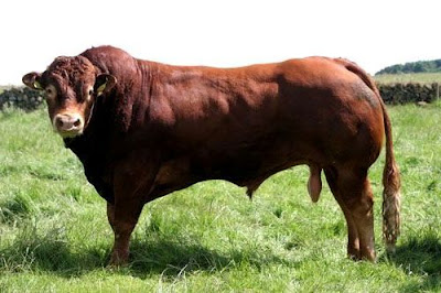 Bangsa-bangsa Sapi, Kambing, Domba, Kerbau, Kuda, dan Babi ...