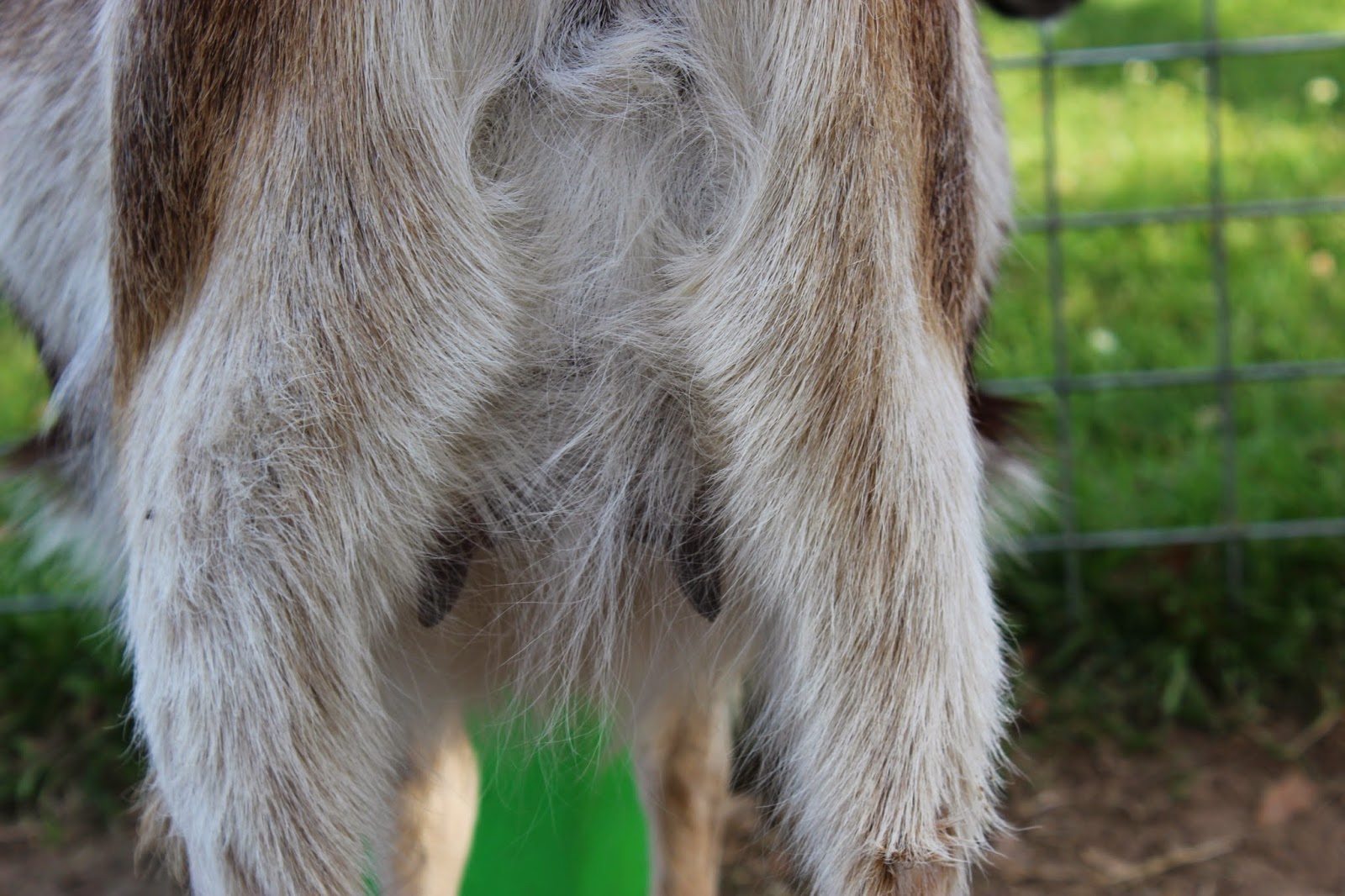 The Great Goat Adventure: Udder-ly Amazing